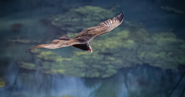 Our Eyes Upon Missouri: Turkey Vultures Remembered for National Buzzard Day