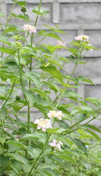 Exploring Photography: Lantana Camara or Utot-utot :)