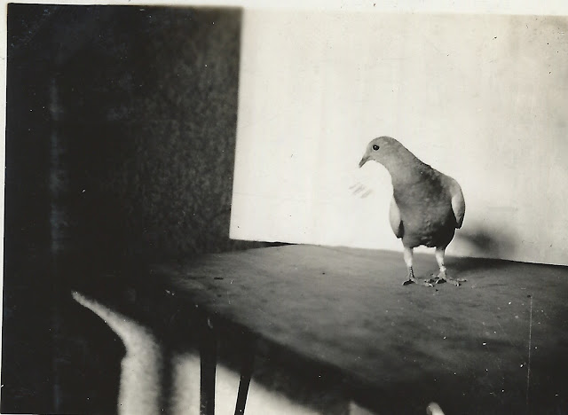 World War 2 History and the WW2 Pigeons: Middle East Pigeon Service Pigeons