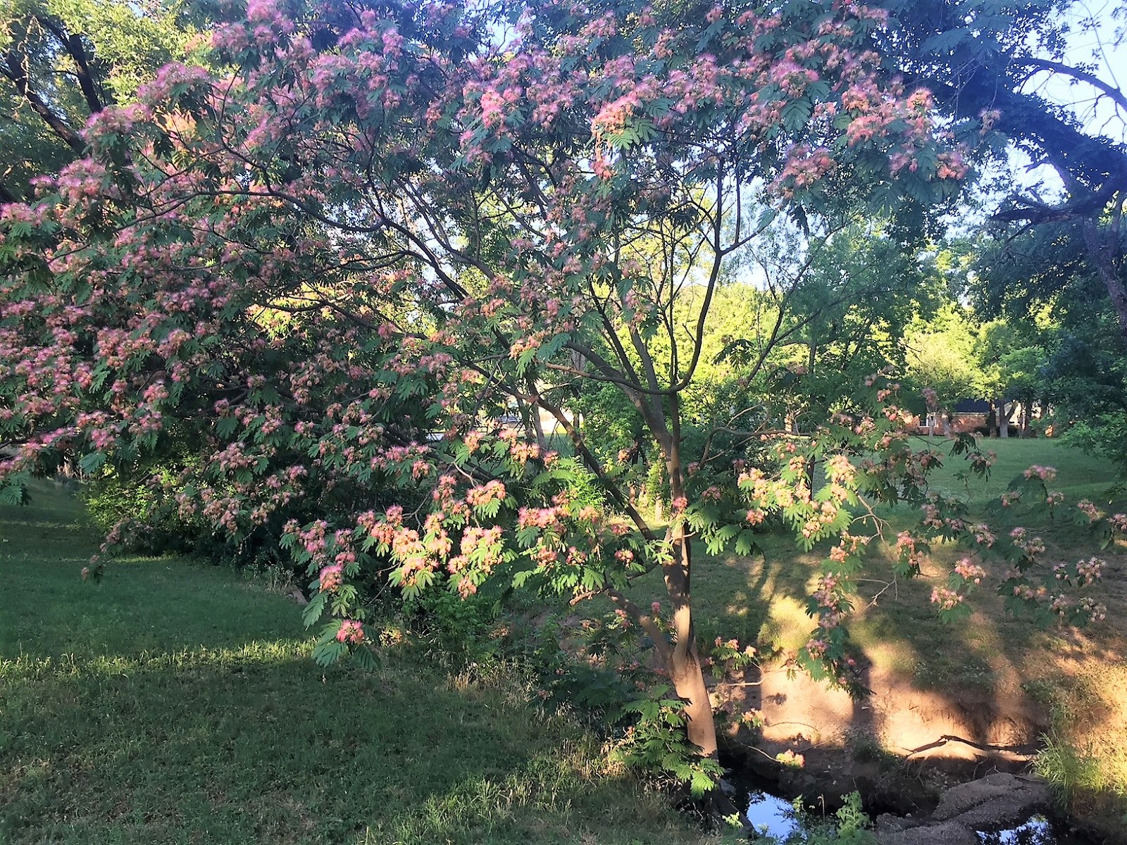 The Fragrant Journey: Scented Paths: The smell of Texas Mimosa or Silk ...