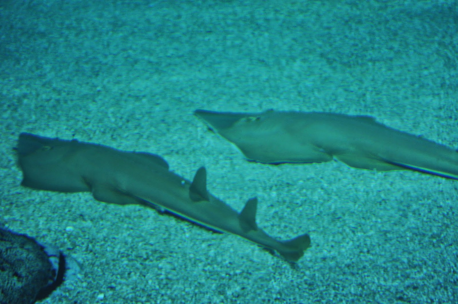 ZOOTOGRAFIANDO (6.096 ANIMALS): PEZ GUITARRA PICUDO (Glaucostegus ...