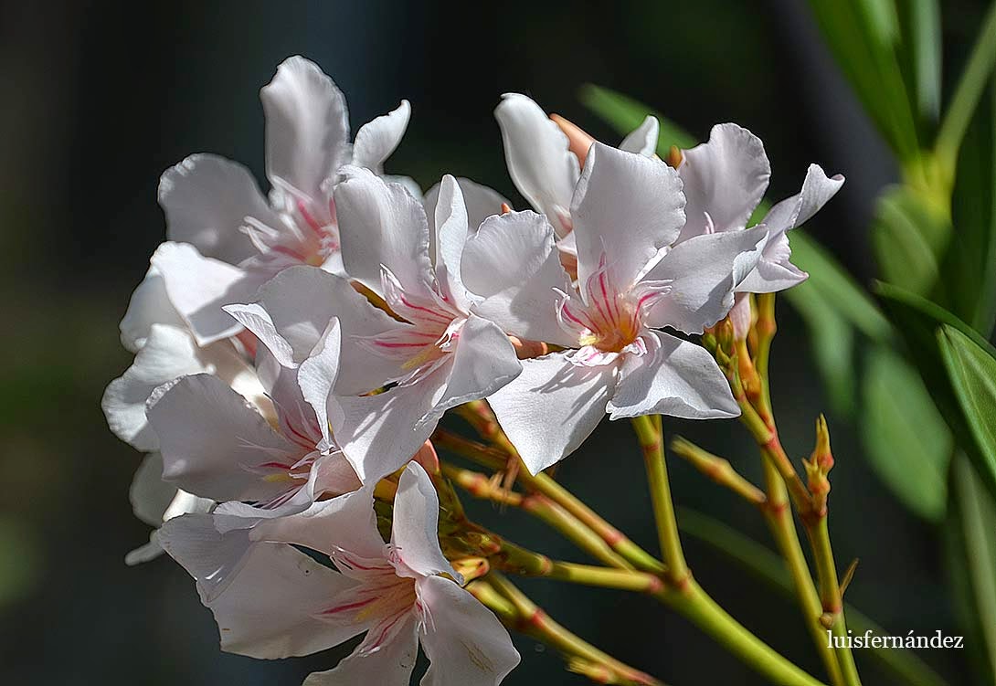 OCIO y CULTURA : Adelfas