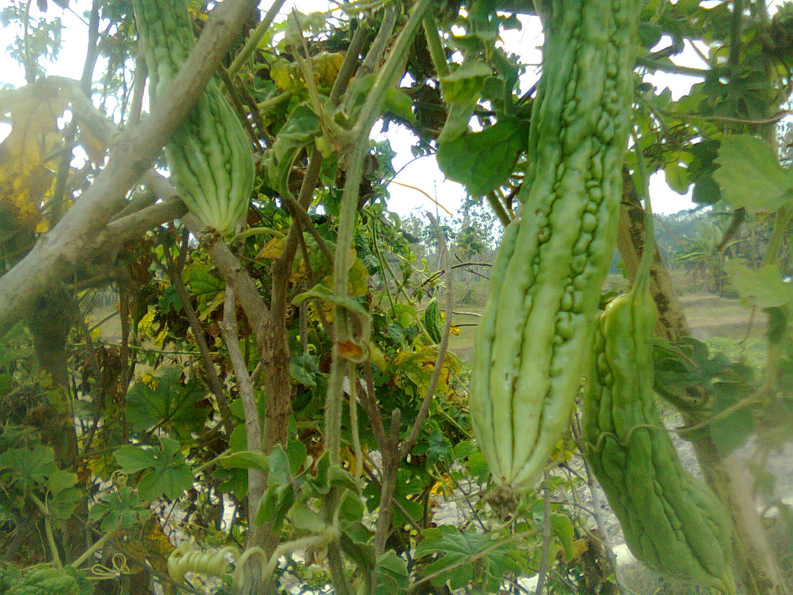 Cara Merawat Pare (Paria) Agar Cepat Berbuah Banyak - Rumah Petani