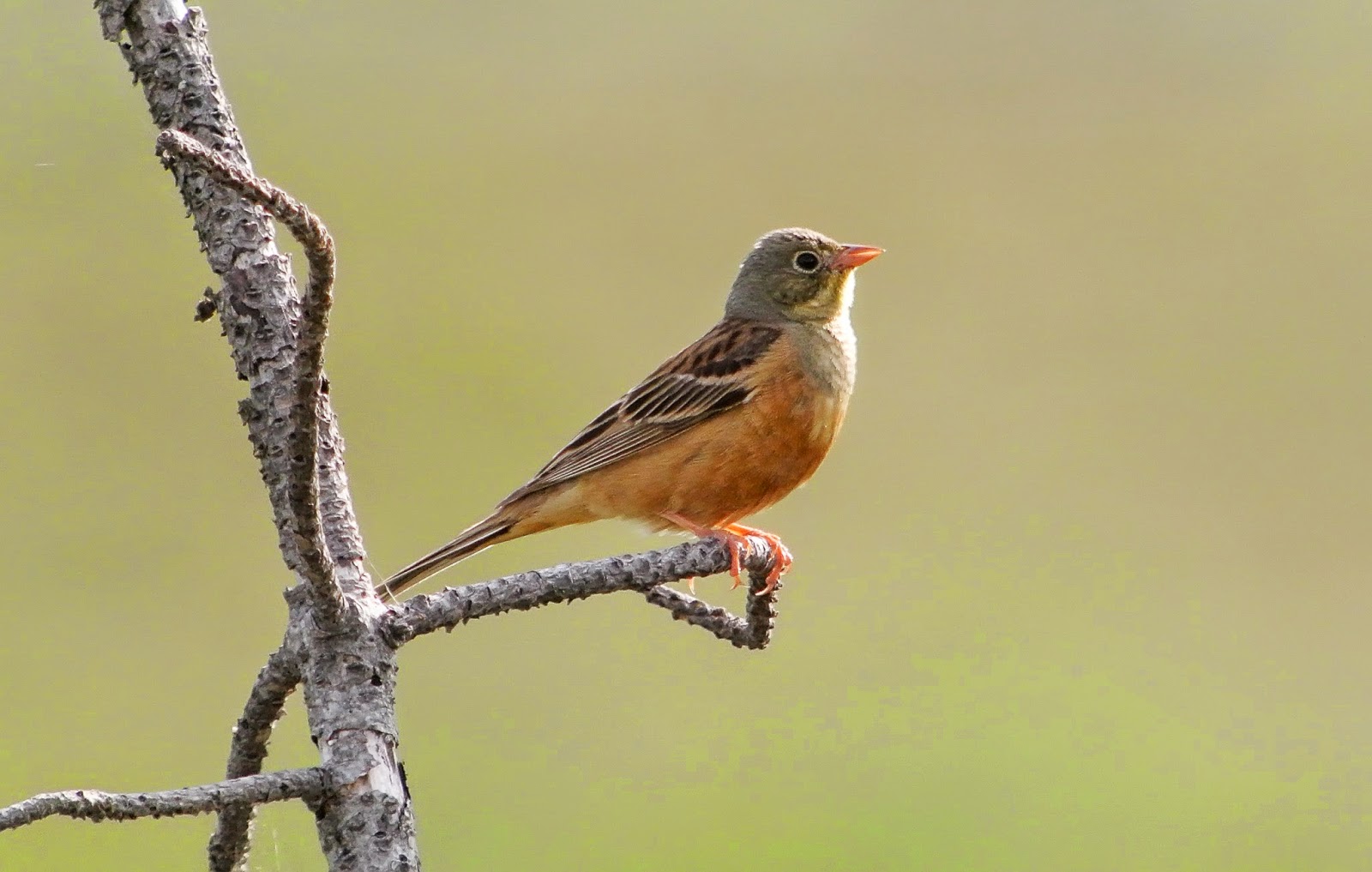 Aves y Fotografía de Naturaleza: Escribano Hortelano, Emberiza ...