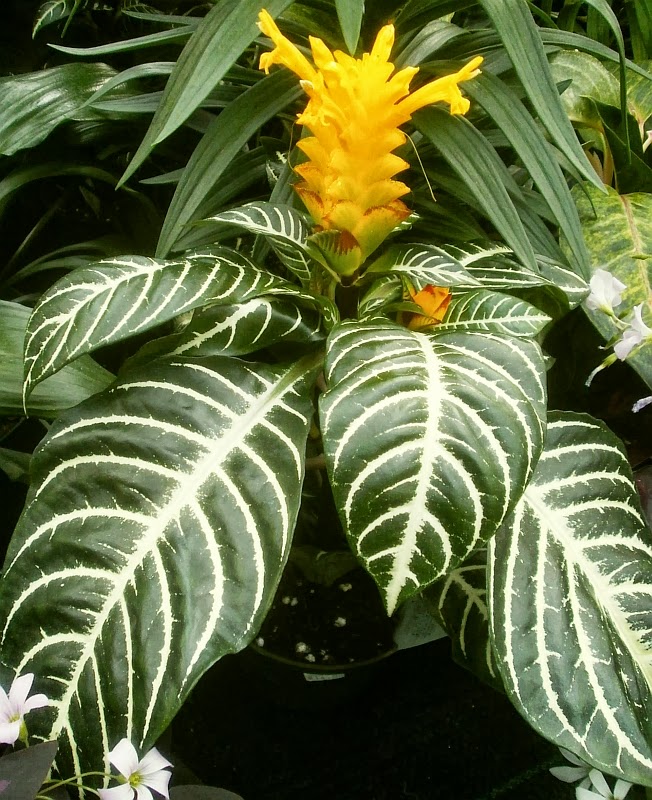 Plants are the Strangest People: Pretty picture: Aphelandra squarrosa