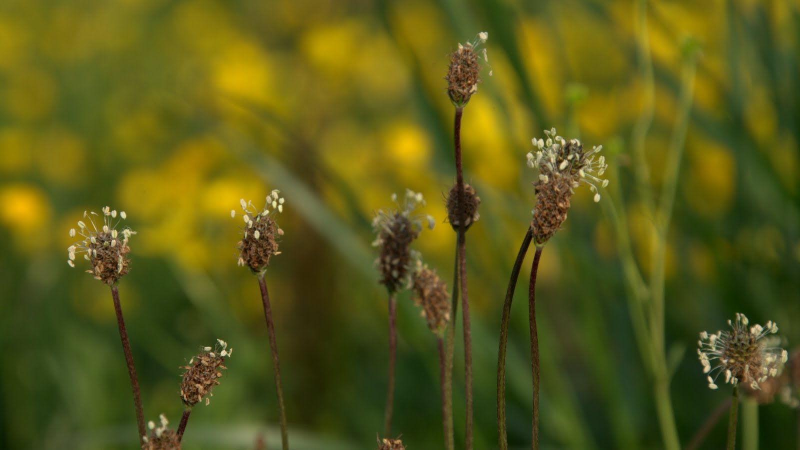 Alpenblumen: Spitzwegerich - Plantago lanceolata