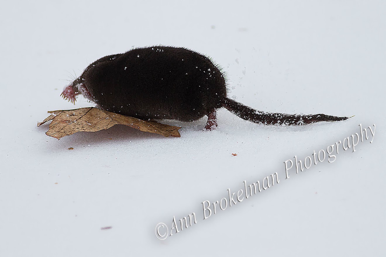 Ann Brokelman Photography: Star nosed Mole - a first for me Jan 5, 2014