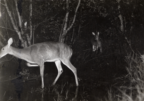 EL ANIMAL INVISIBLE: Caza fotográfica. Un genio de la fotografía ...
