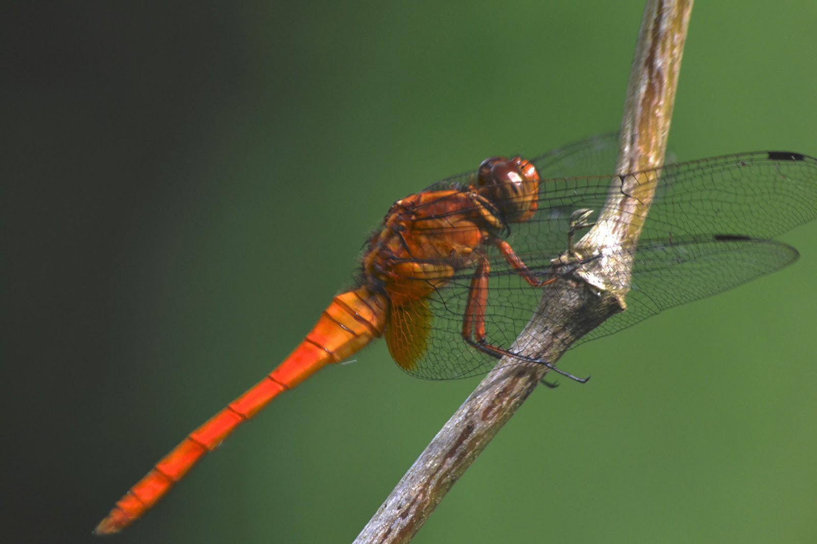 Email This BlogThis! Share to Twitter Share to Facebook Share to Pinterest