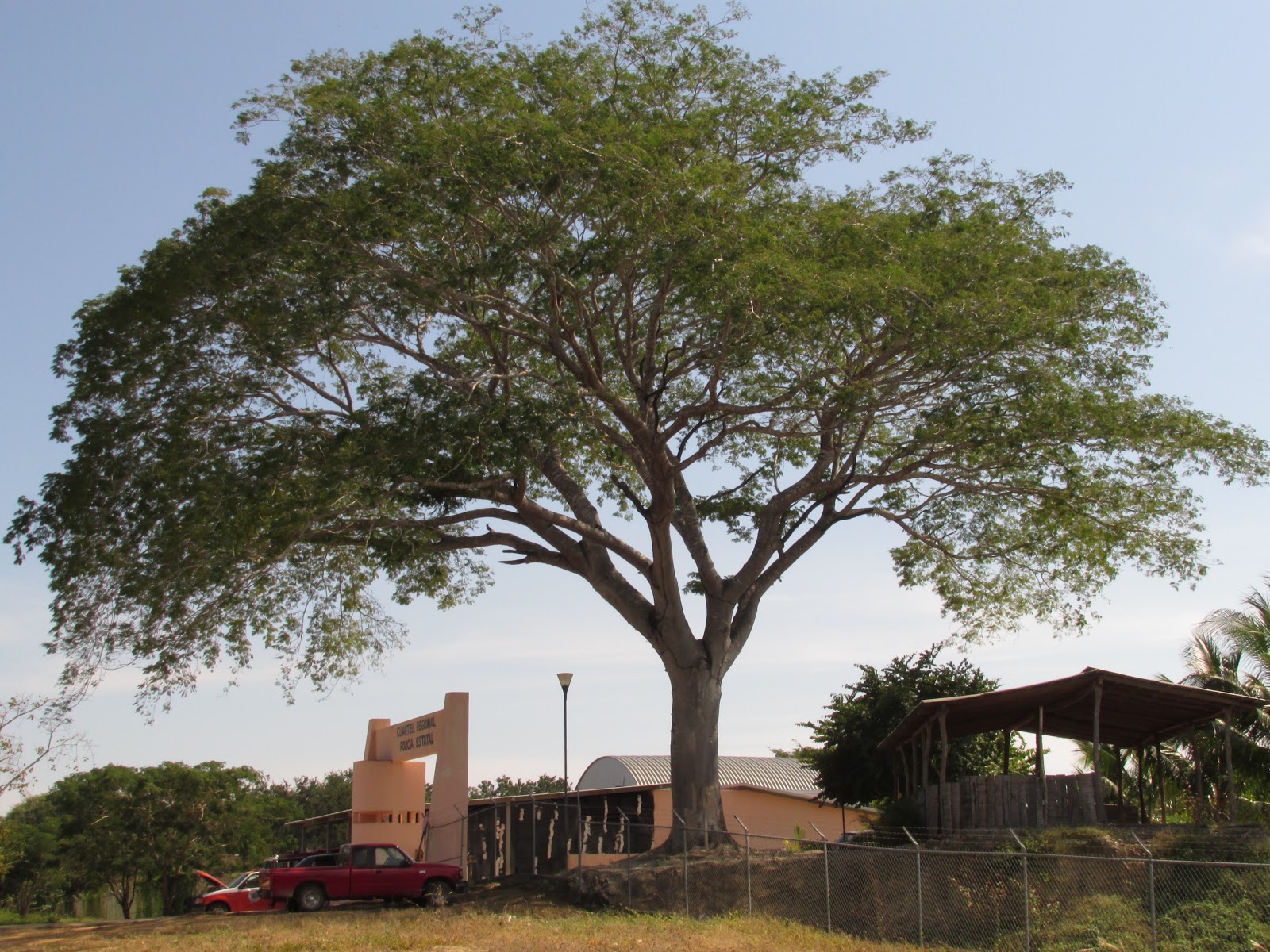 Bike Touring Mexico: Mission Rainbow part II : Big trees, backpackers ...