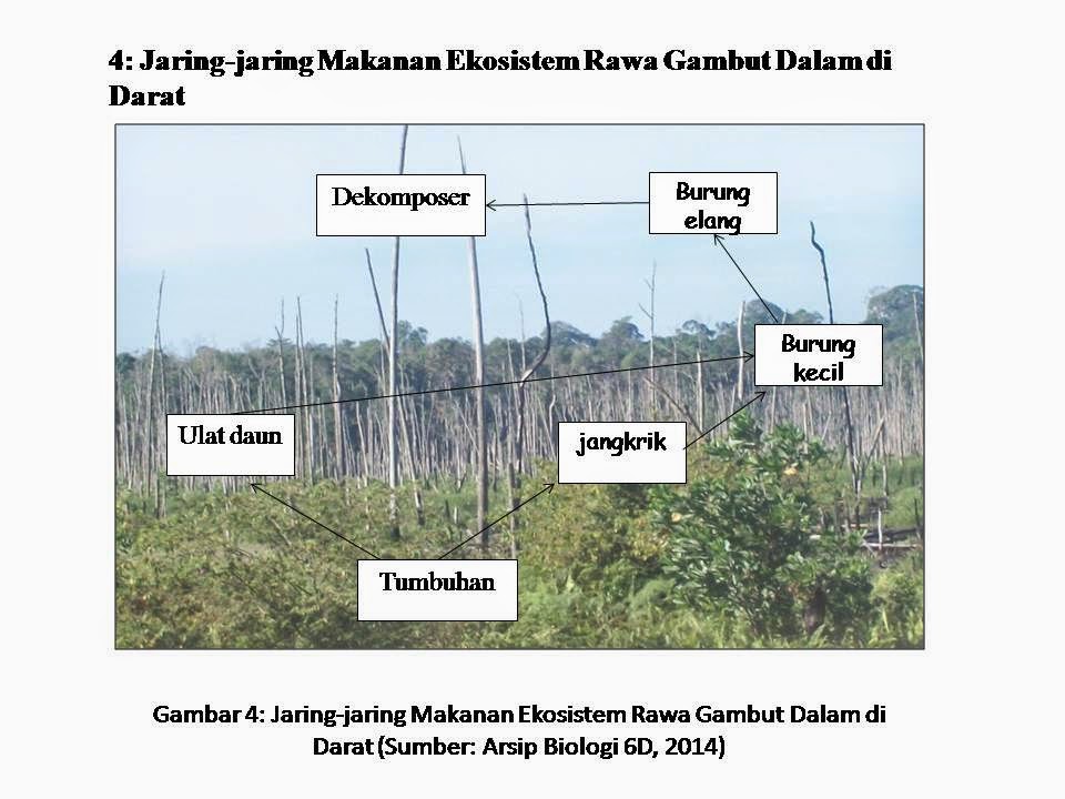 TUGAS EKOLOGI TUMBUHAN EKOSISTEM HUTAN RAWA GAMBUT: ppt-Ekosistem hutan ...