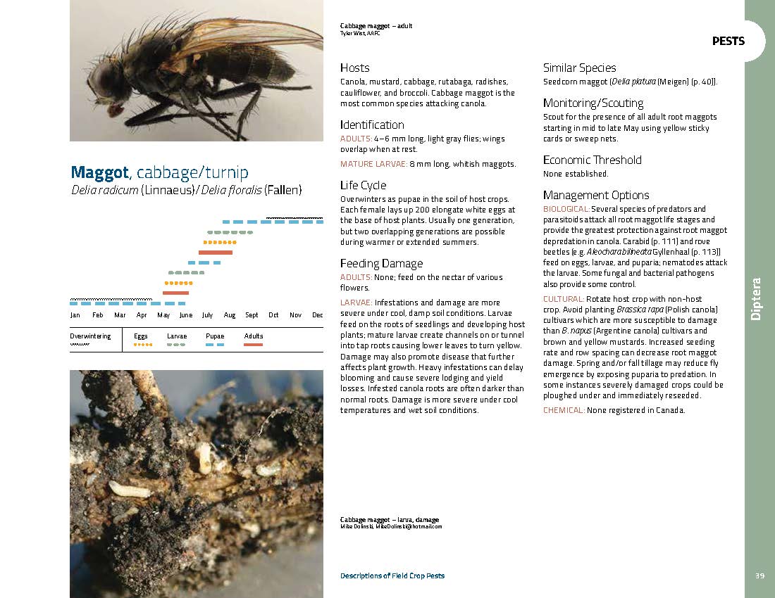 Insect Pest Management Program: Natural enemy of Cabbage Root Maggots ...