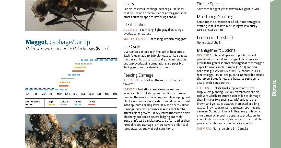 Insect Pest Management Program: Natural enemy of Cabbage Root Maggots ...