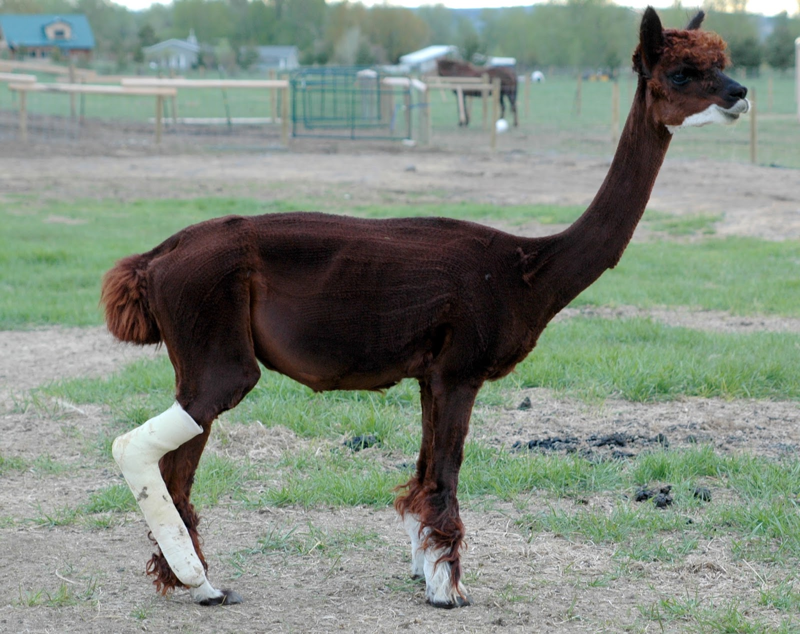 An Alpaca with a Broken Leg – Alpacas of Montana