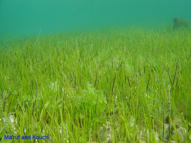 jolosutrobeach: Padang Lamun