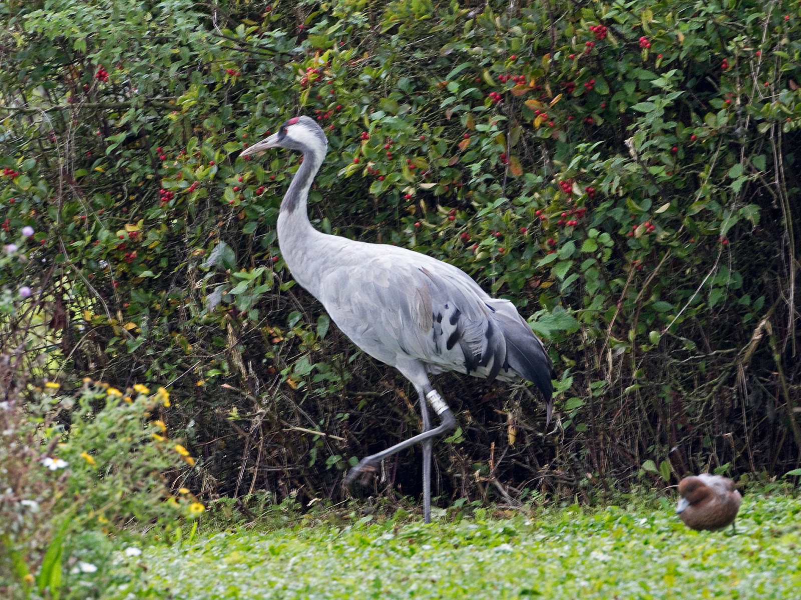 Martin's Sussex Birding Blog: Common Crane