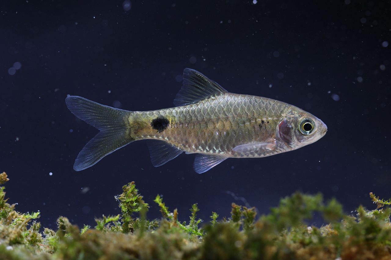 Species New to Science: [Ichthyology • 2016] Pethia sanjaymoluri • A ...