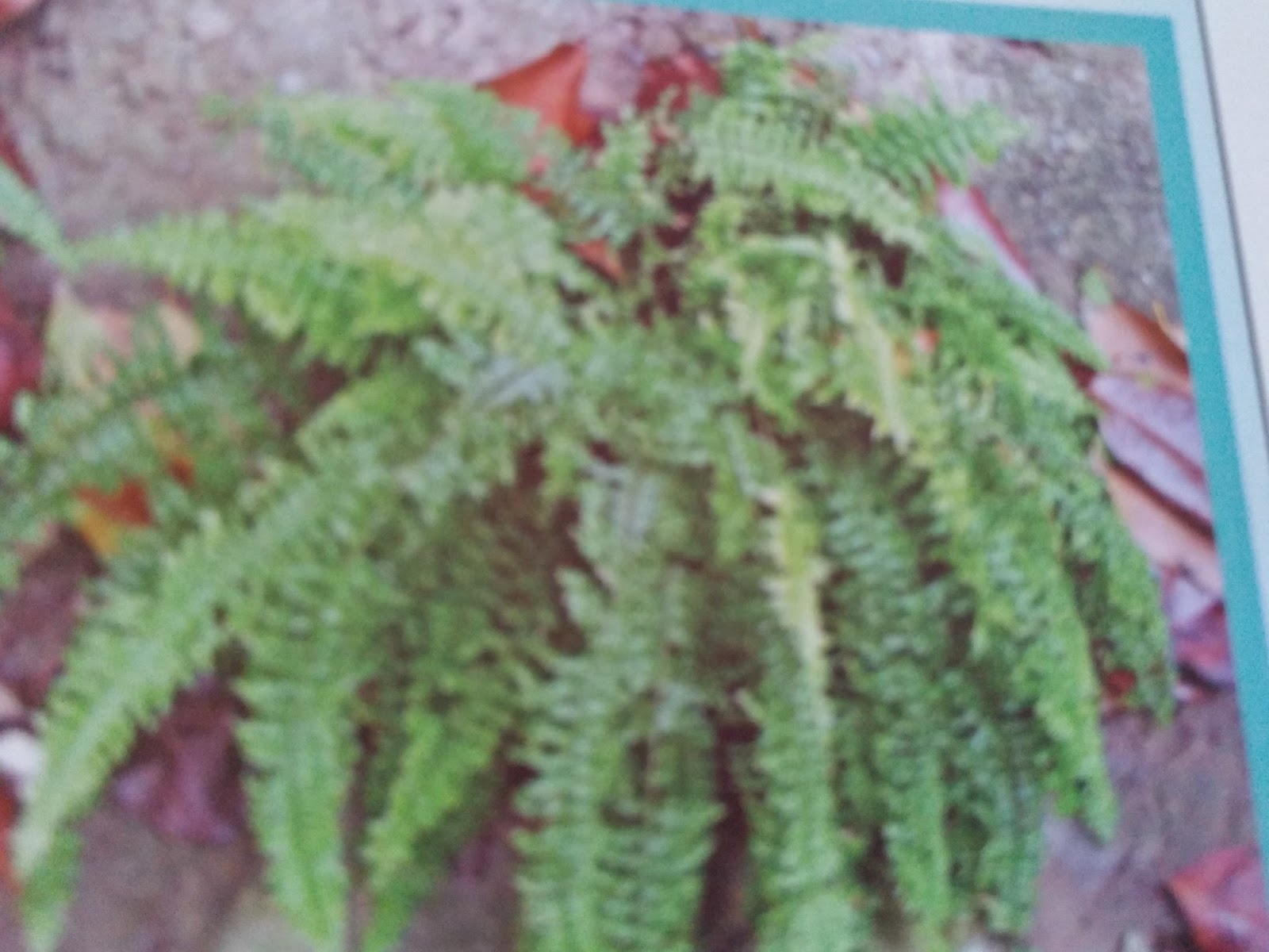 Fuziah Sulaiman blog: Kenali Flora di Laman Paku Pakis-Pteridofita ...