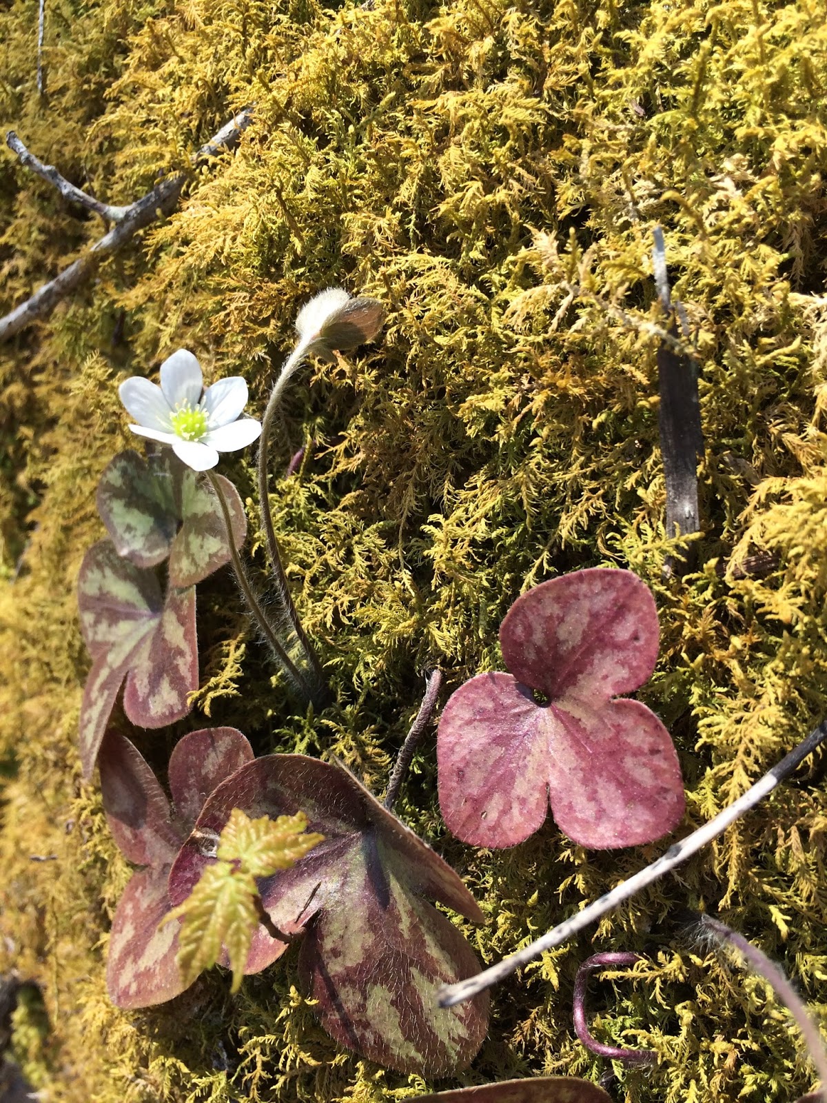 West Virginia Native Wildflowers-The Big Year, 2013: West Virginia ...