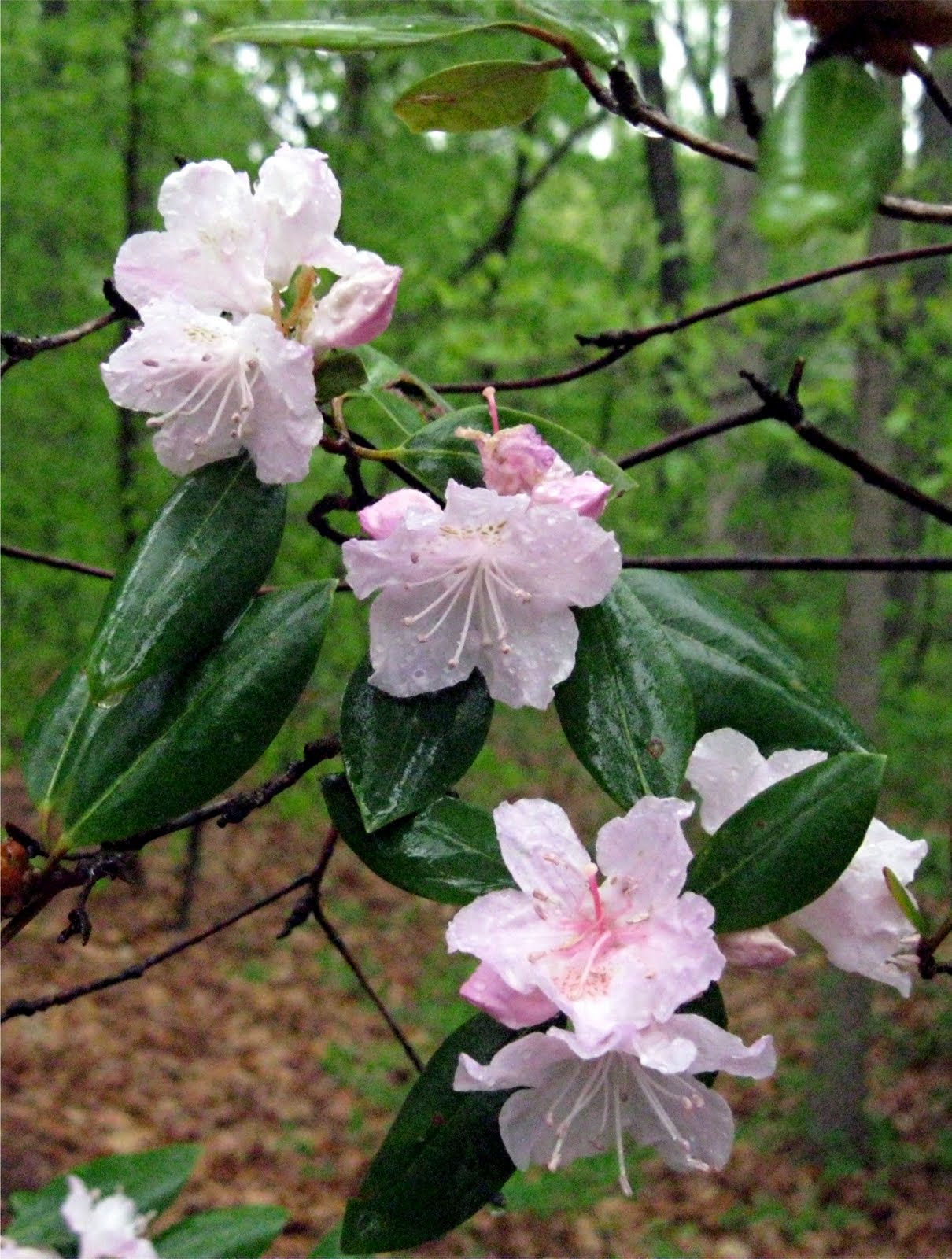 1003 Gardens: Native Azaleas and early Rhododendrons are flowering in ...