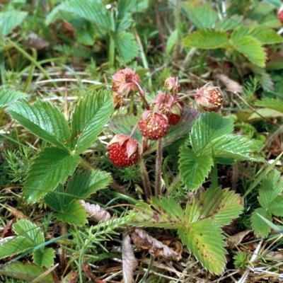 Farmacia Domnului: Fragute