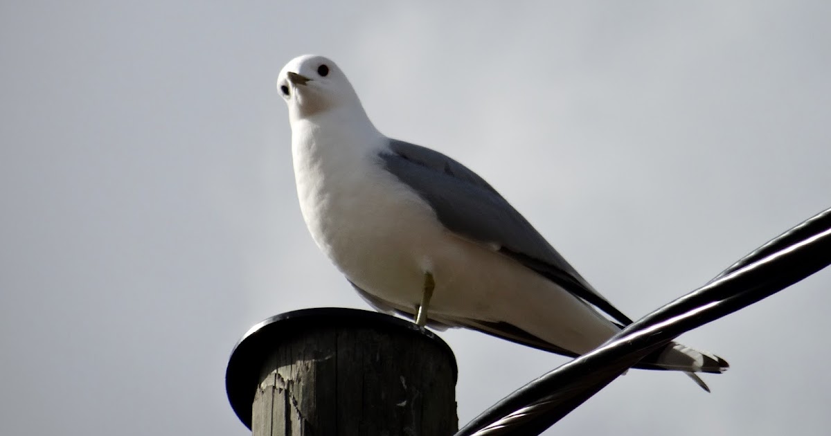 ANNEN LUONTOPÄIVÄKIRJA nature diary: KALALOKKI The common gull (Larus ...