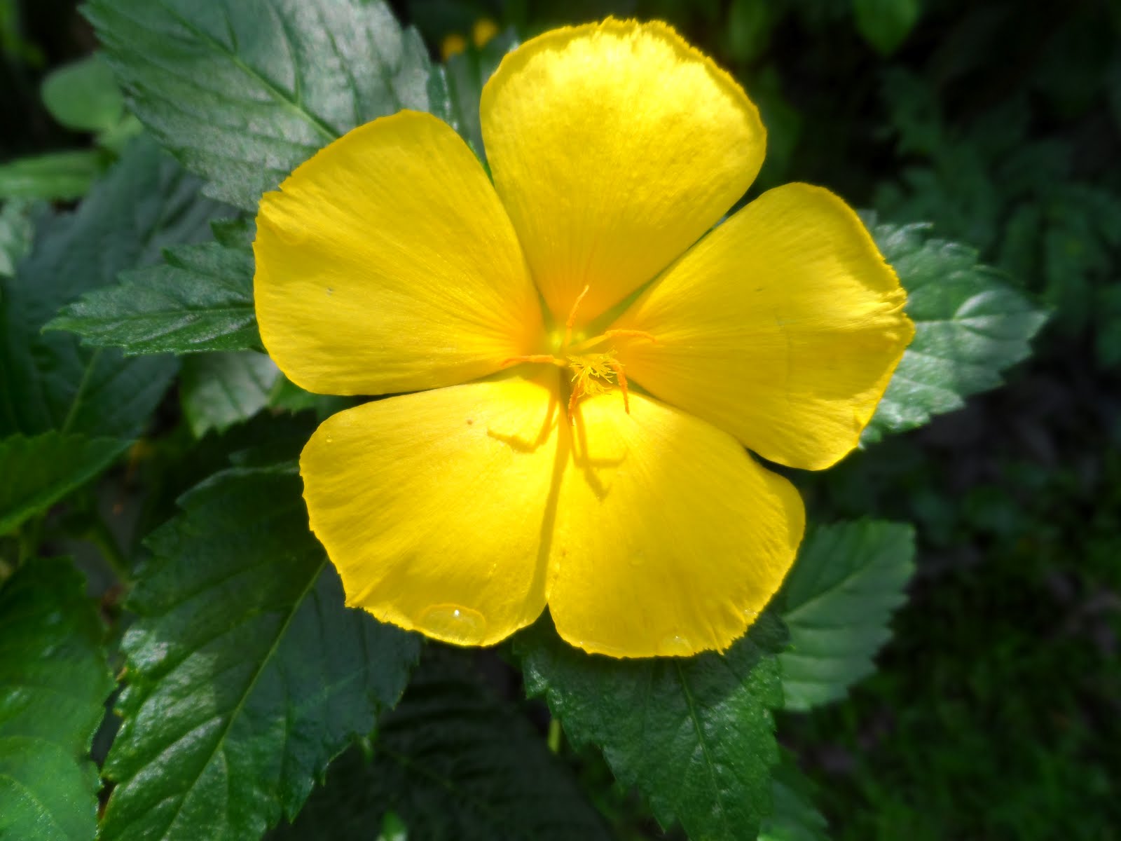 Photography with Dr. Ernie.: A common medicinal plant: Turnera ...