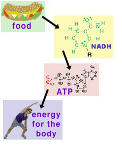 Mr. Considine's Science Scholars: Energy transforms...