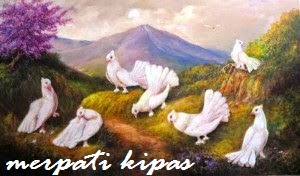 Mengenal Burung Merpati | Hewan Peliharaan