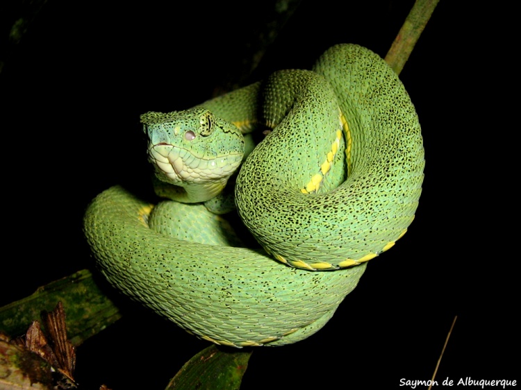 Bio Lounge: Geralzão - SERPENTES E ACIDENTES OFÍDICOS