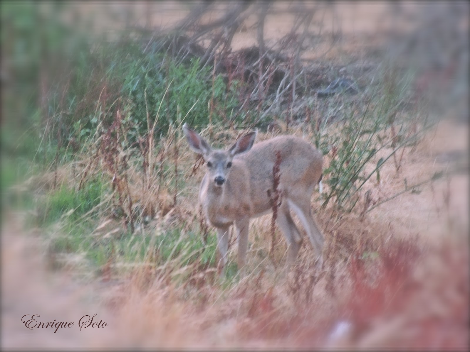A cualquier cosa llamamos chisme: Mule Deer (Odocoileus Hemionus ...