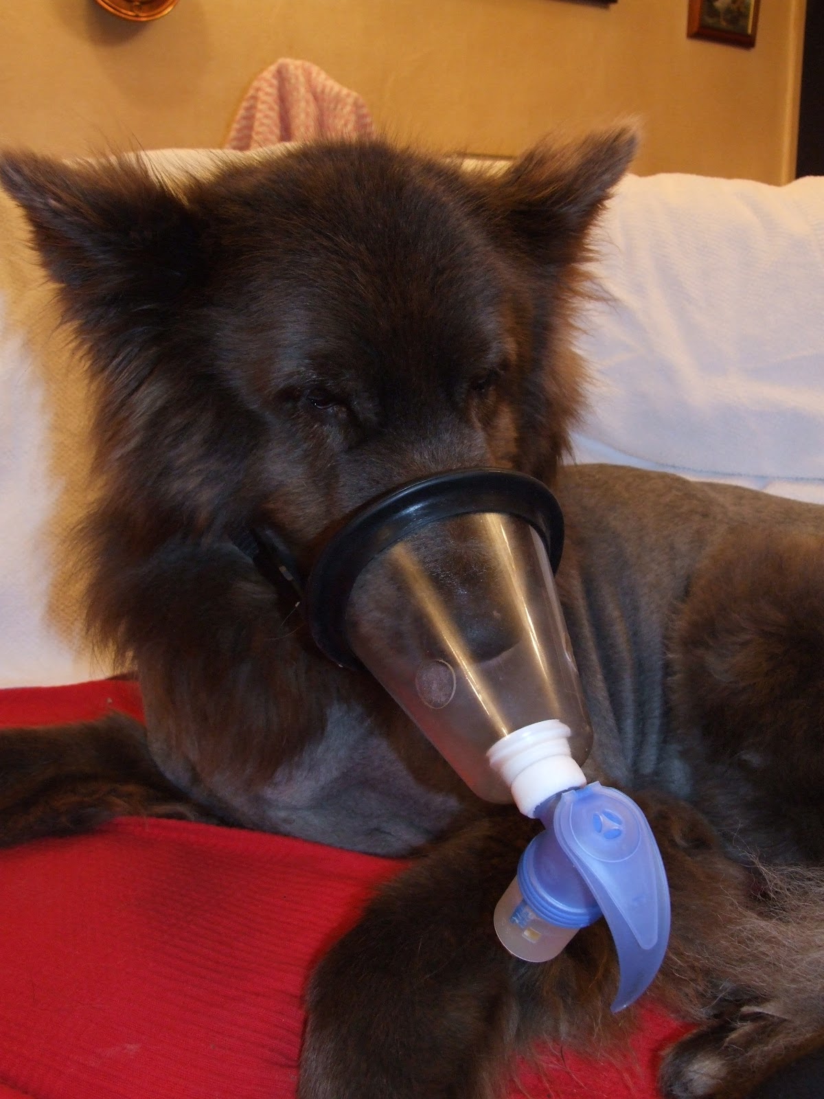 CANINE ASPERGILLOSIS, NASAL FUNGUS IN DOGS: August 2016