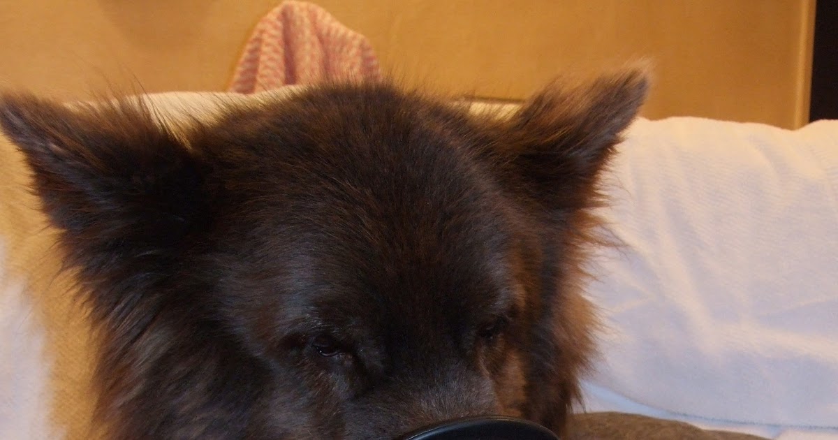 CANINE ASPERGILLOSIS, NASAL FUNGUS IN DOGS: NEBULISING BLUE