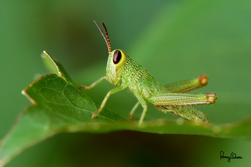 Romy Ocon's Wild Birds of the Philippines: Green on green: Portrait of ...