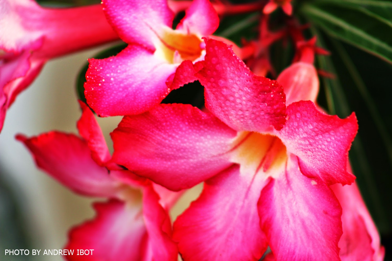 Ako si ANDREW IBOT!: Kalatsutsi (Plumeria acuminata Ait)