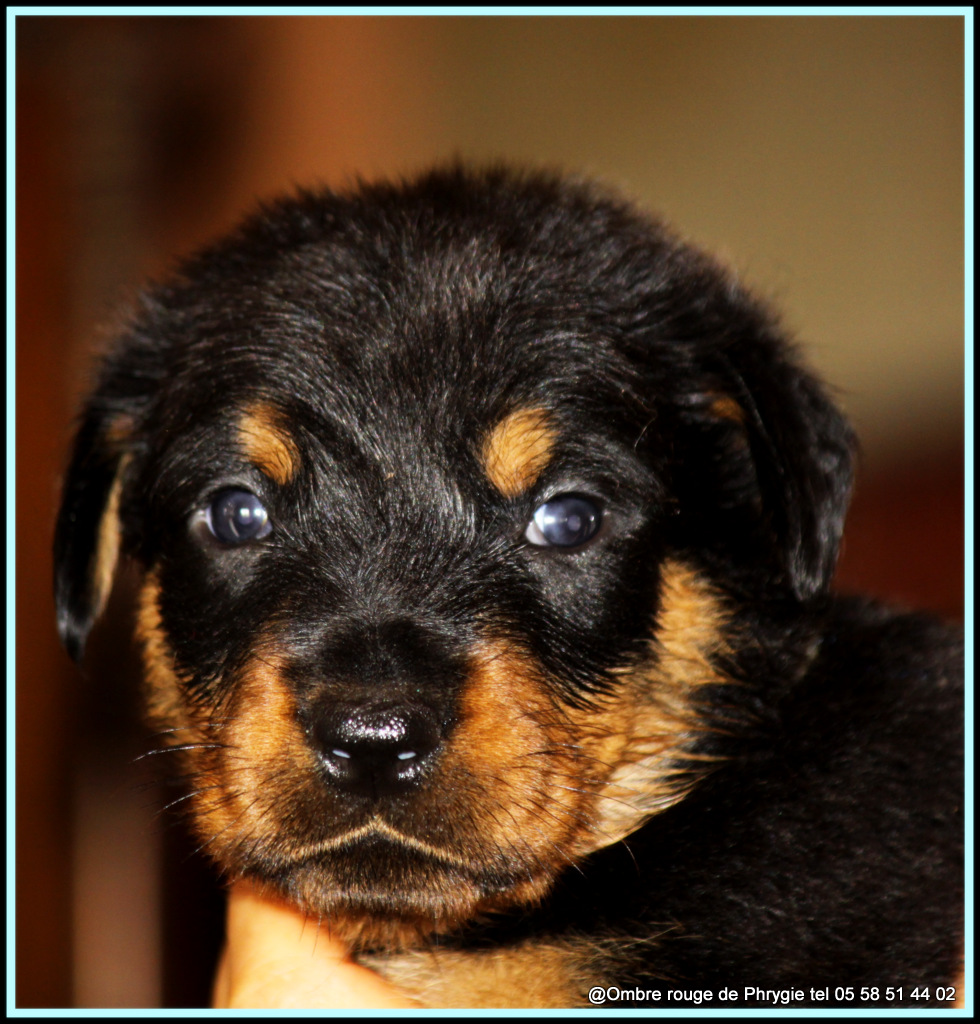 Beauceron, chiots beaucerons, Eleveur landes 40120