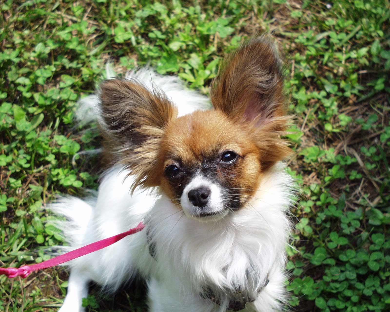 My Papillon World: Hey Papillon Lovers - What Collars Do You Use?
