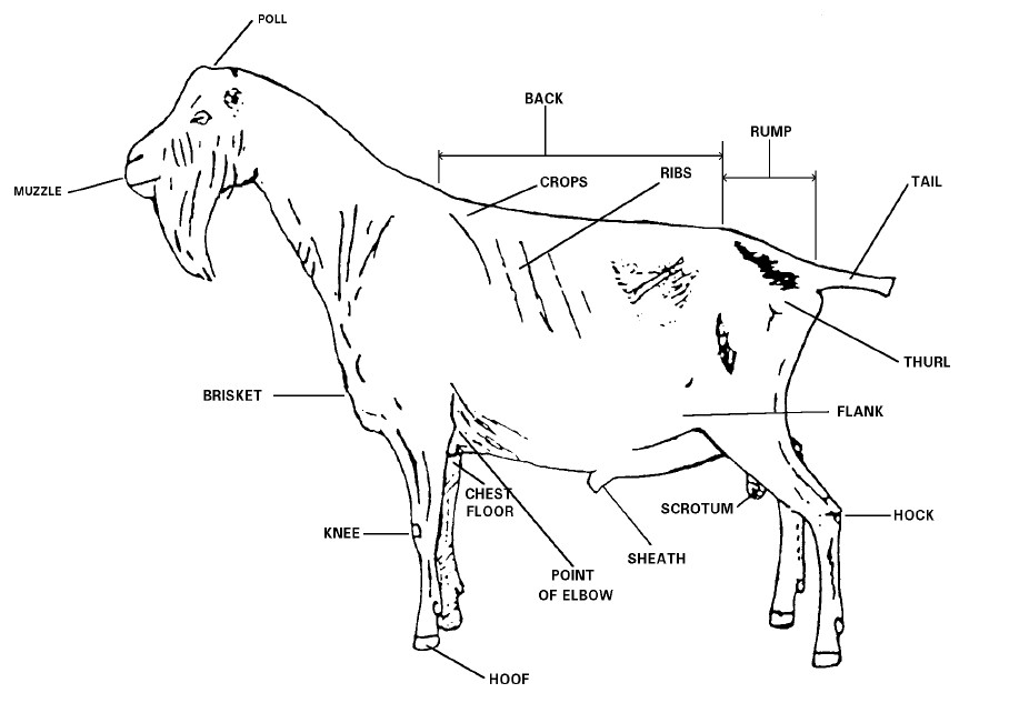 Blog Aa' Hendro: Peralatan Tilik/judging Kambing Perah