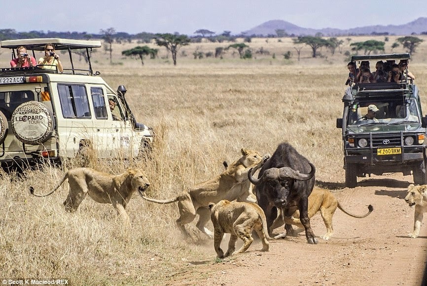 ASILI ASILIA: TOURISM AND CULTURE