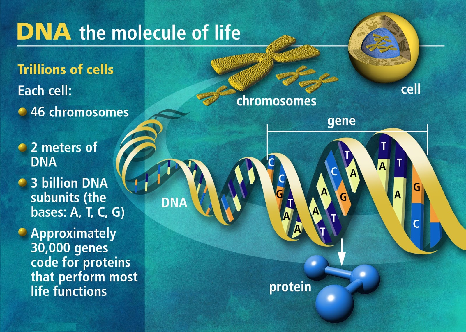 ALBINO - DNA - GEN - KROMOSOM: Albino - Gen - DNA - Kromosom
