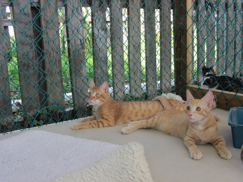 Let The Cats Play! A HUGE Cattery Donated to SAGA and How You Can Help ...