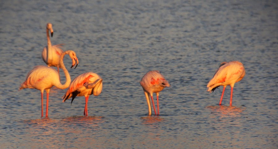 Flamingos In The Wild