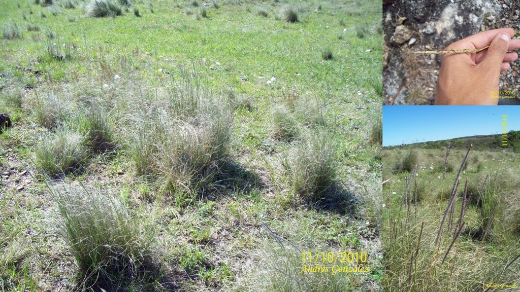 FOTOS DE FLORA NATIVA Y ADVENTICIAS DE URUGUAY : Elionurus muticus. Poaceae