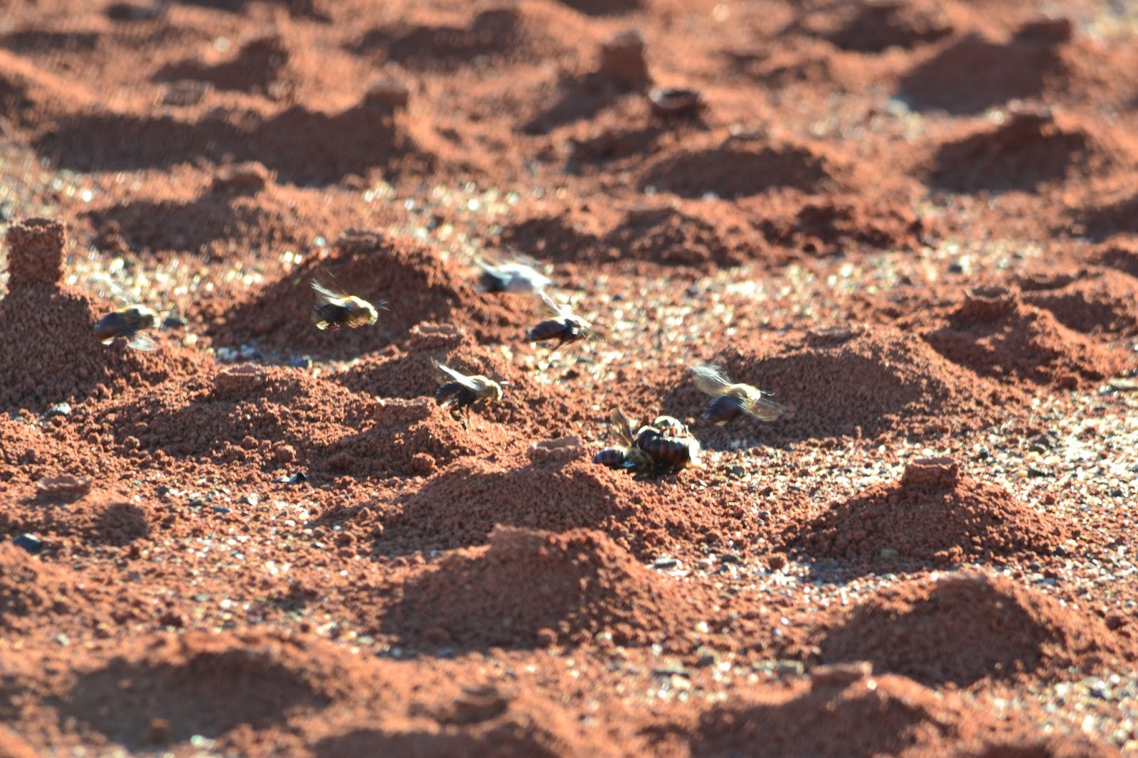 Alison & Stephen in the Toby & Turtle: Dawson's Burrowing Bee's