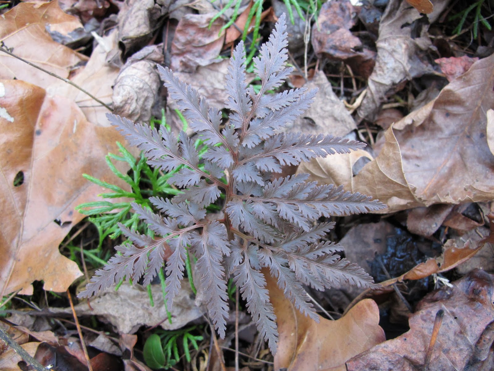 Blue Jay Barrens: Grape Ferns