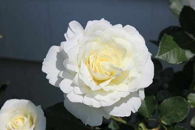 Garden State Roses: Rose in Focus: Moondance