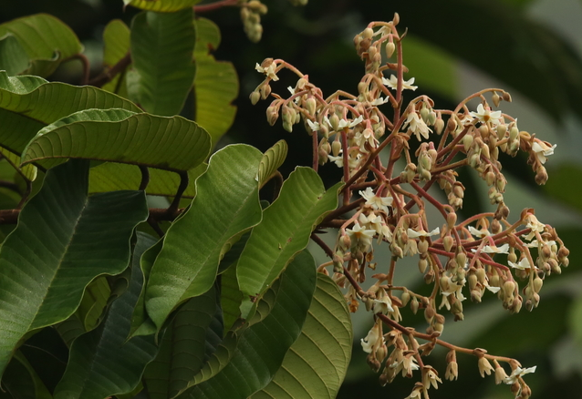 ALAM TUMBUHAN: KELUARGA MERANTI / MERANTIA [Dipterocarpaceae family]