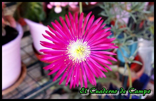El Cuaderno de Campo: Cactus que han dado flor en mayo: Rebutia ...