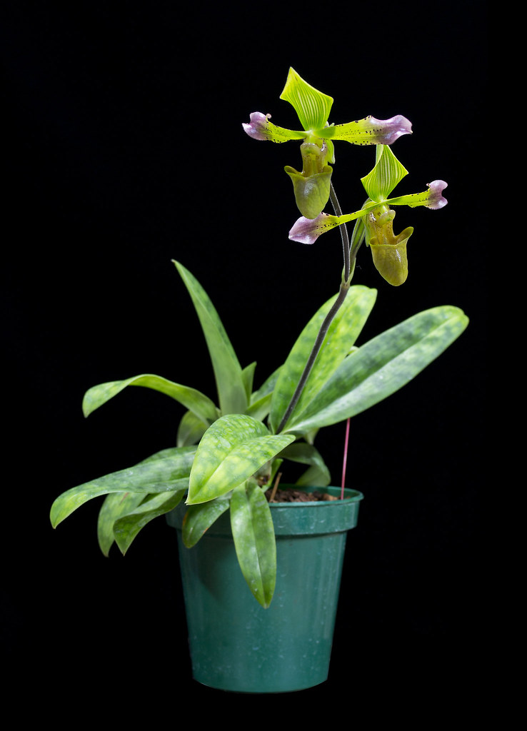 Paphiopedilum javanicum orchid plant care and culture | Travaldo's blog