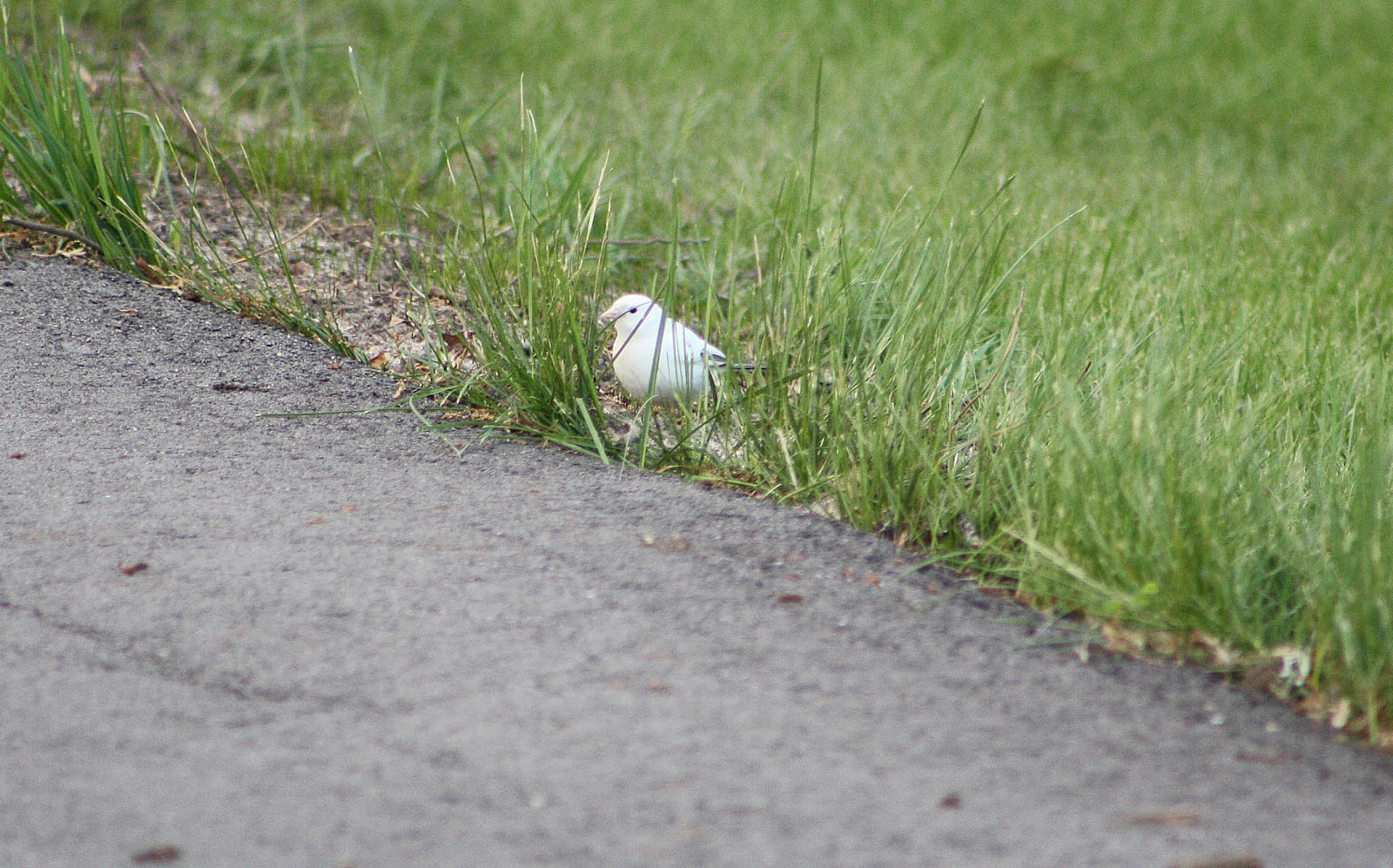 Nature Knitter: A good bird sighting!